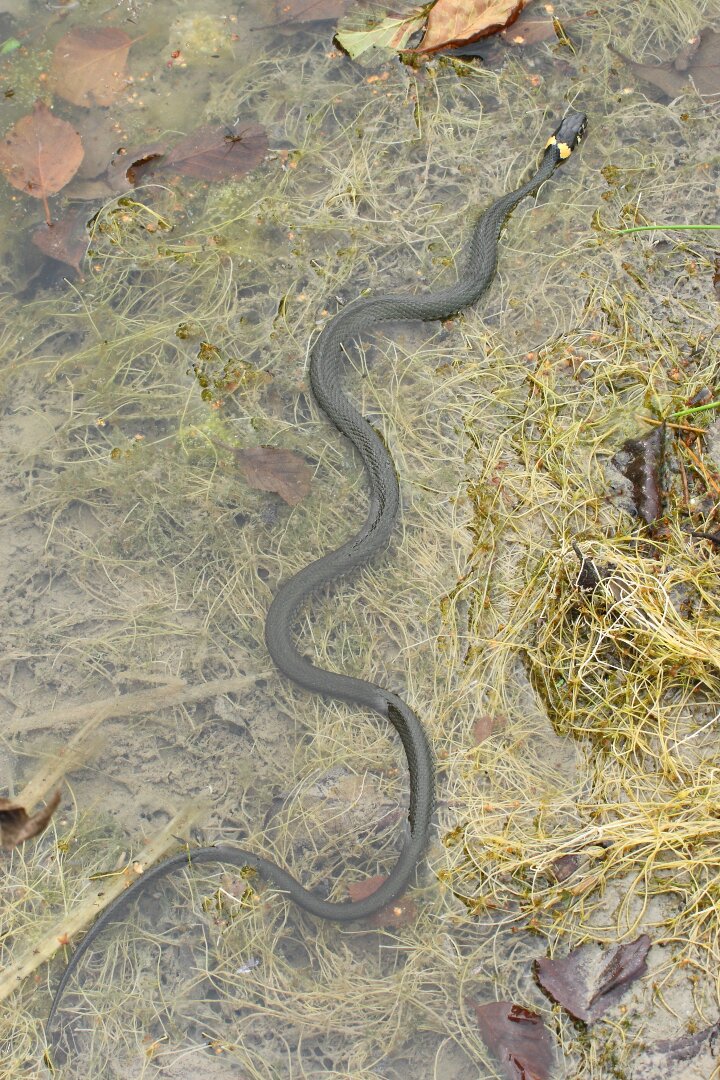 Rudojivandensgyvatevsvandensmokasinas