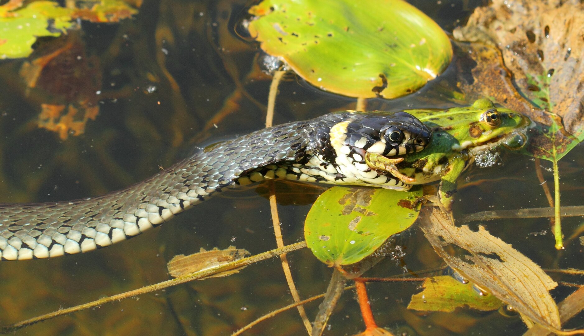 Rudojivandensgyvatevsvandensmokasinas