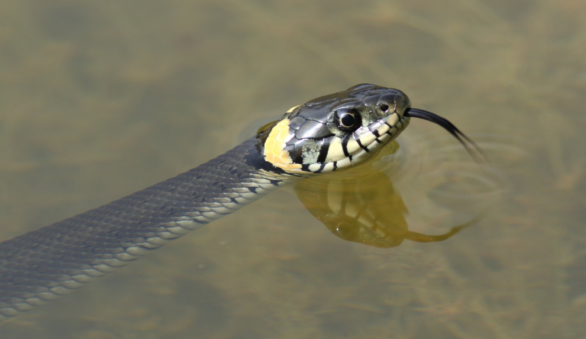Rudojivandensgyvatevsvandensmokasinas