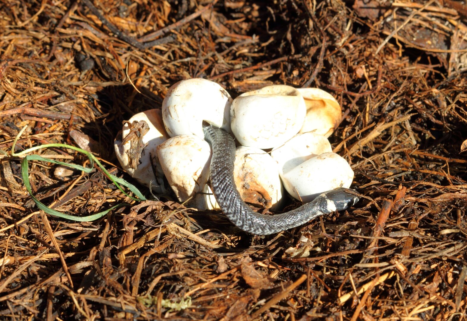 Rudojivandensgyvatevsvandensmokasinas