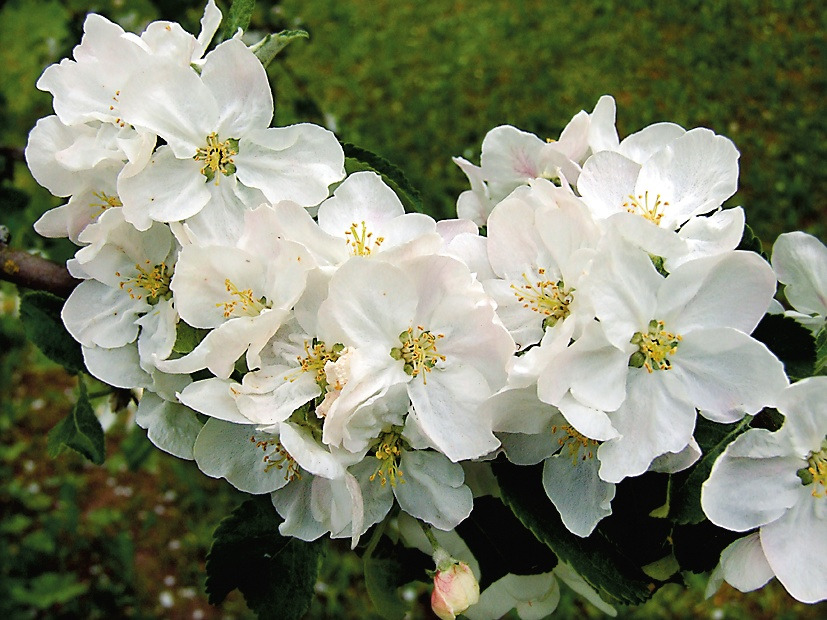 obelis - Visuotinė lietuvių enciklopedija