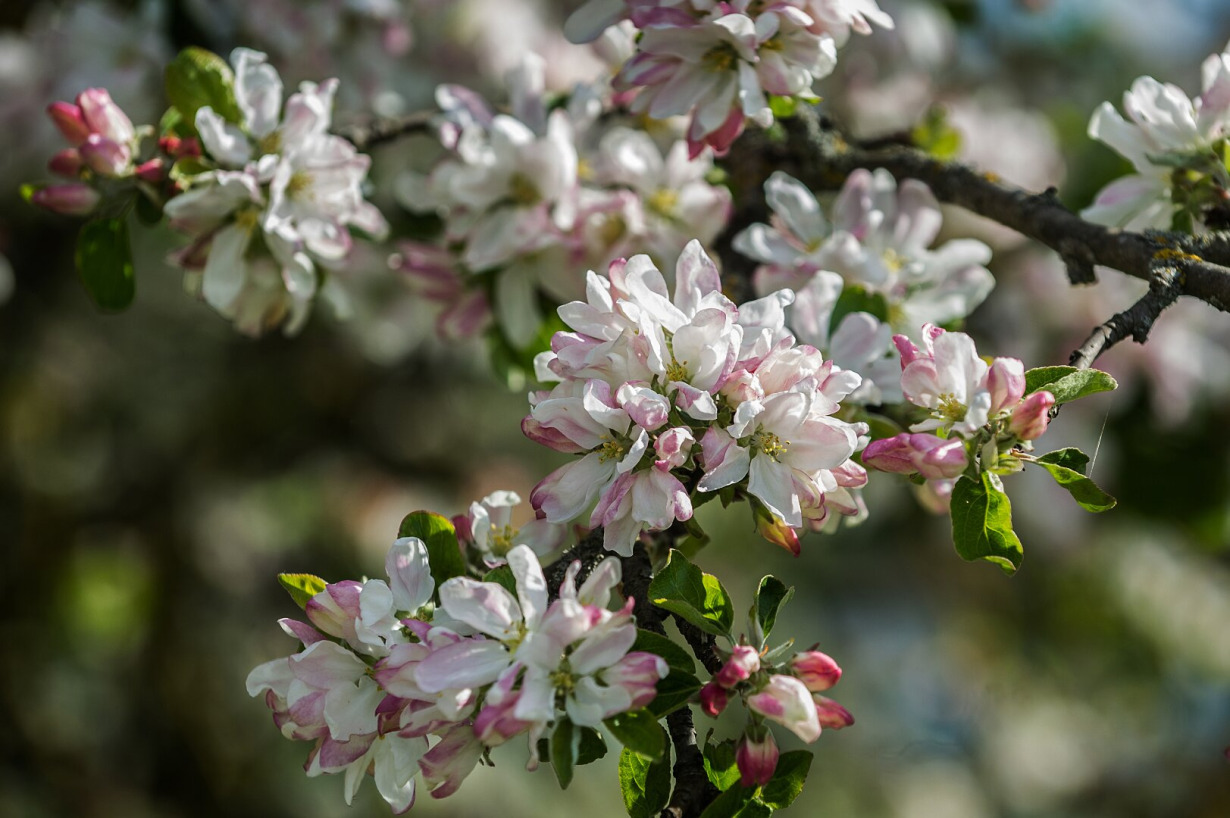 obelys - Visuotinė lietuvių enciklopedija