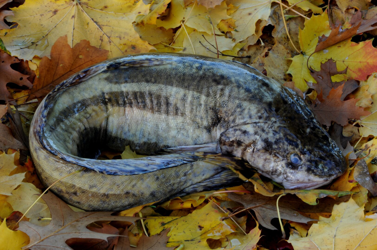vėgėlė - Visuotinė lietuvių enciklopedija