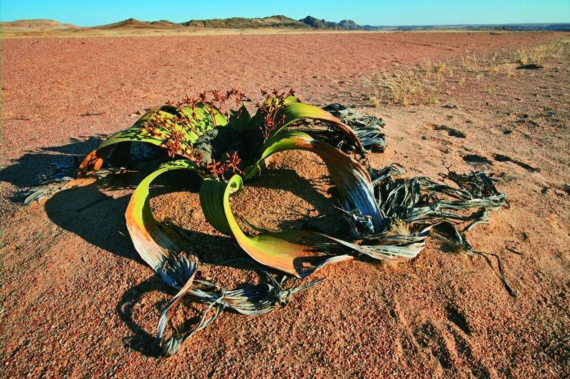 velvičija - Visuotinė lietuvių enciklopedija