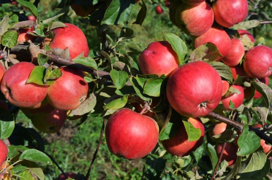 obuolys - Visuotinė lietuvių enciklopedija
