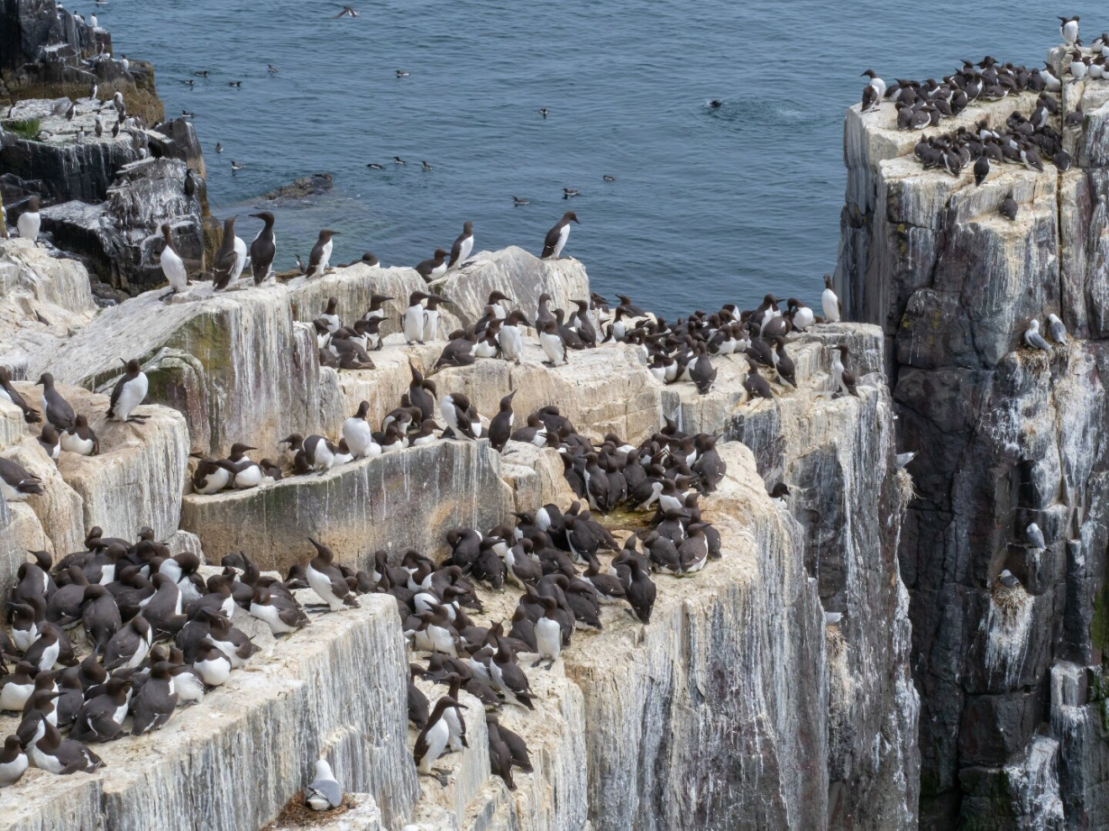 kolonija - Visuotinė lietuvių enciklopedija