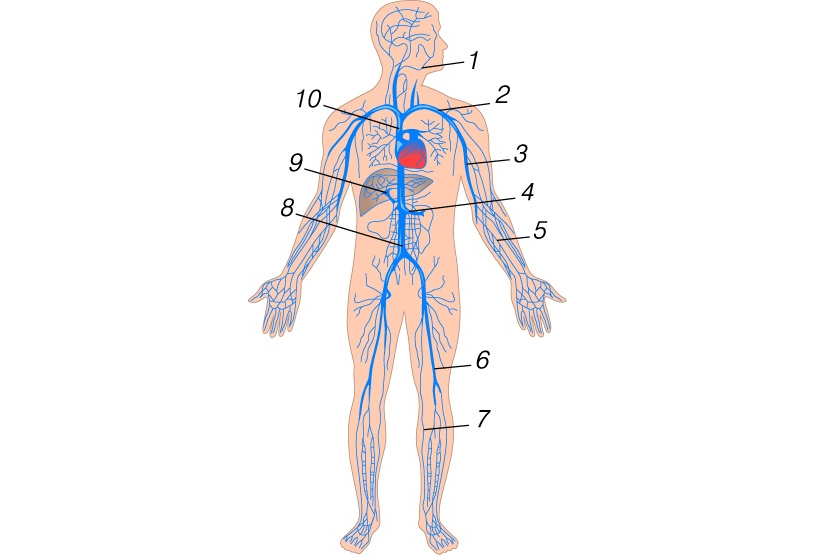 venos - Visuotinė lietuvių enciklopedija