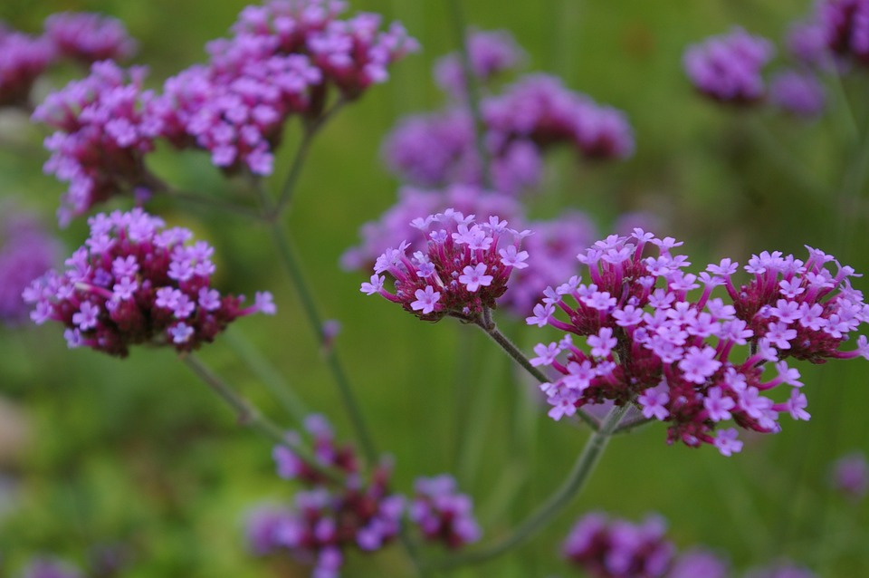 verbena - Visuotinė lietuvių enciklopedija verbena - Visuotinė lietuvių enciklopedija