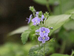 veronika - Visuotinė lietuvių enciklopedija