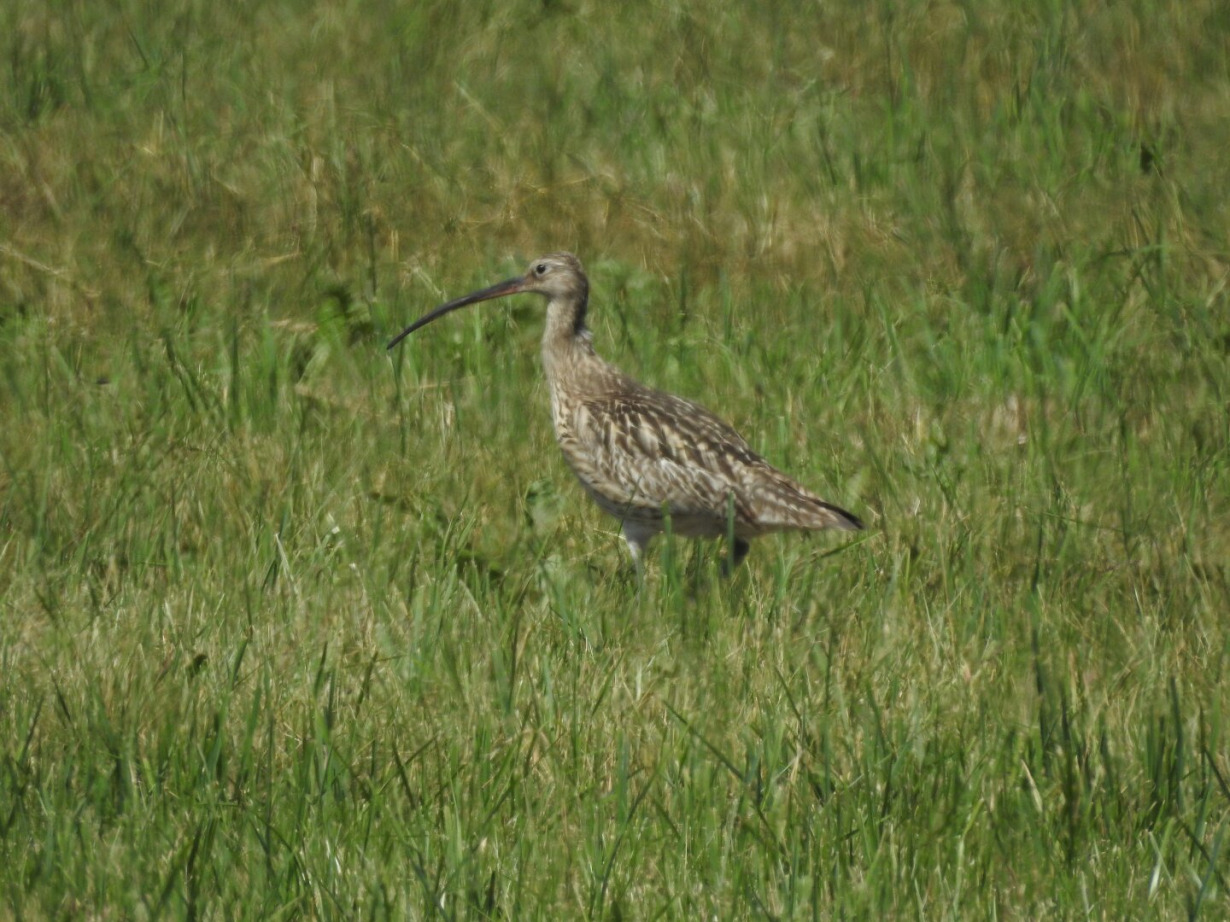 Viešvilės rezervatas - Visuotinė lietuvių enciklopedija