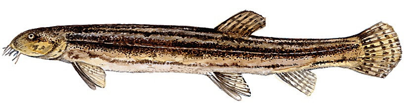 vijūnas - Visuotinė lietuvių enciklopedija