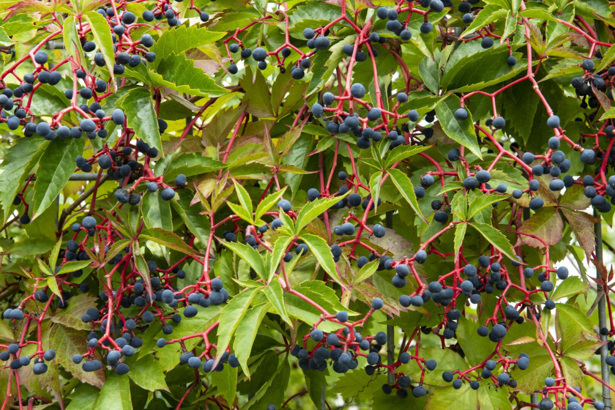 vynvytis - Visuotinė lietuvių enciklopedija