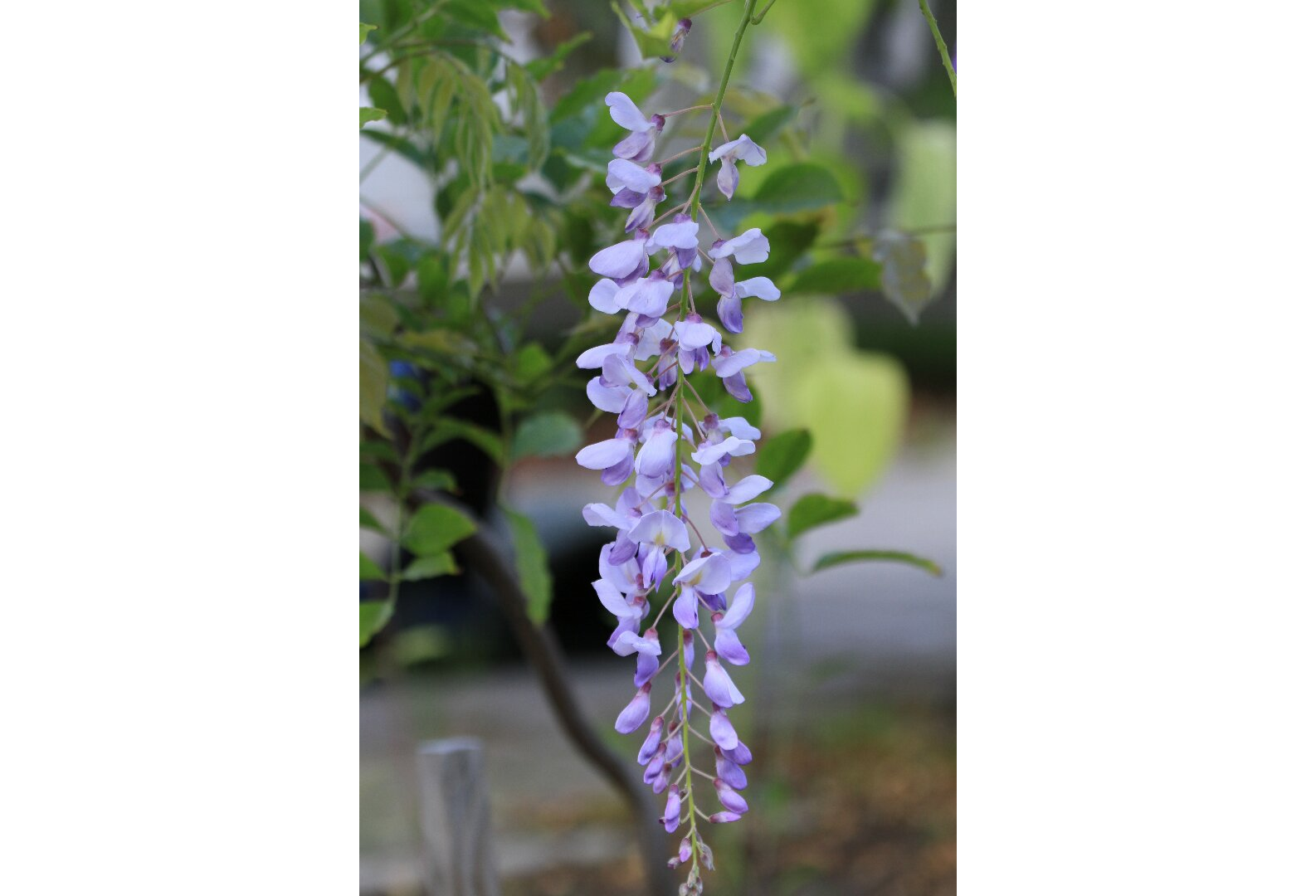 visterija - Visuotinė lietuvių enciklopedija