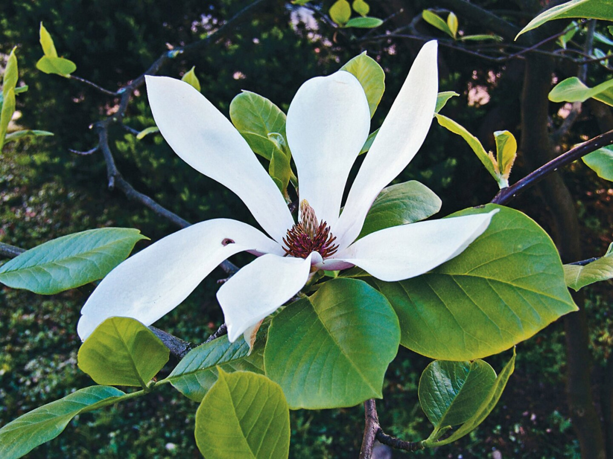 magnolija - Visuotinė lietuvių enciklopedija