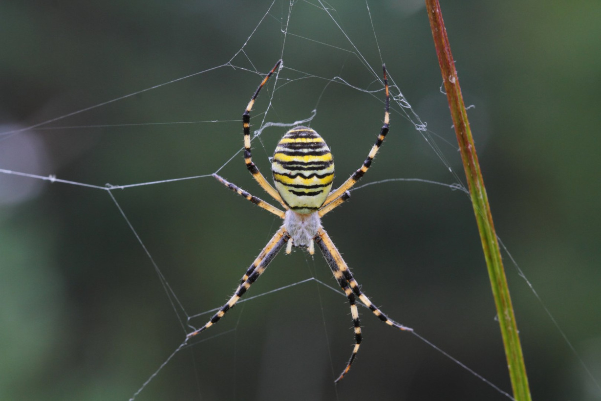 vorai - Visuotinė lietuvių enciklopedija