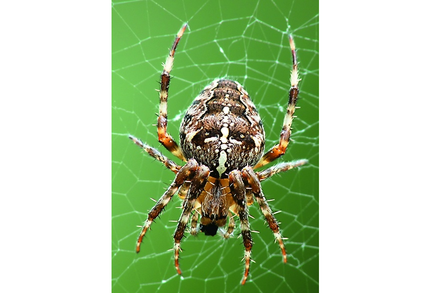 voras kryžiuotis - Visuotinė lietuvių enciklopedija