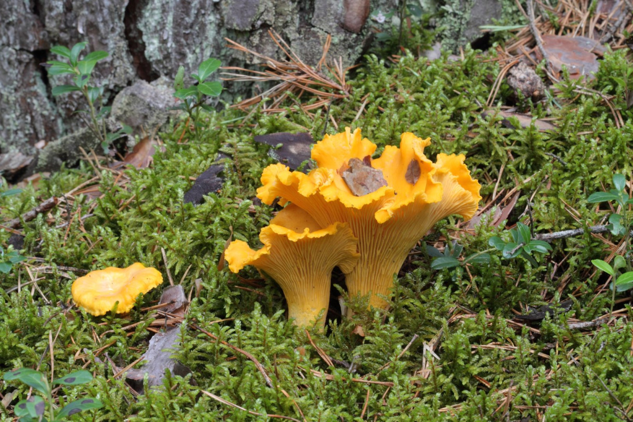 voveraitiniai - Visuotinė lietuvių enciklopedija