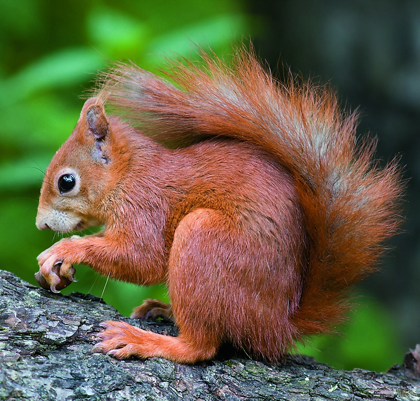 voverės - Visuotinė lietuvių enciklopedija