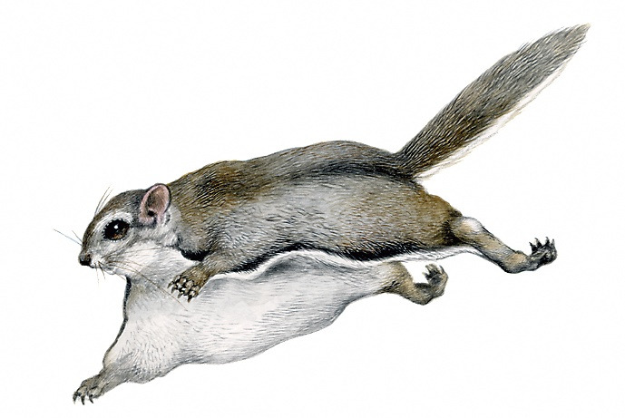 voverės skraiduolės - Visuotinė lietuvių enciklopedija