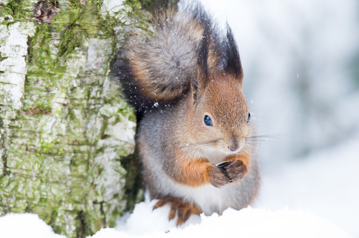 voveriniai - Visuotinė lietuvių enciklopedija