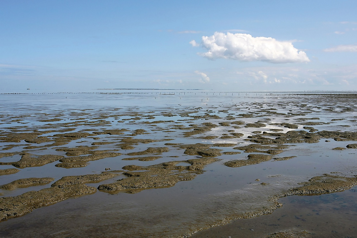 Waddenzee - Visuotinė lietuvių enciklopedija