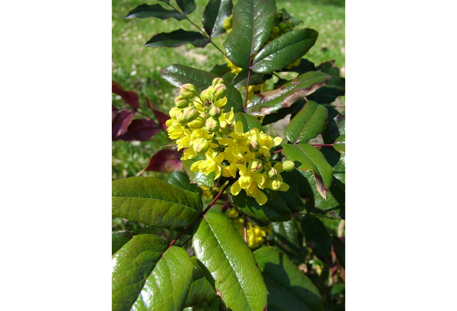 mahonija - Visuotinė lietuvių enciklopedija