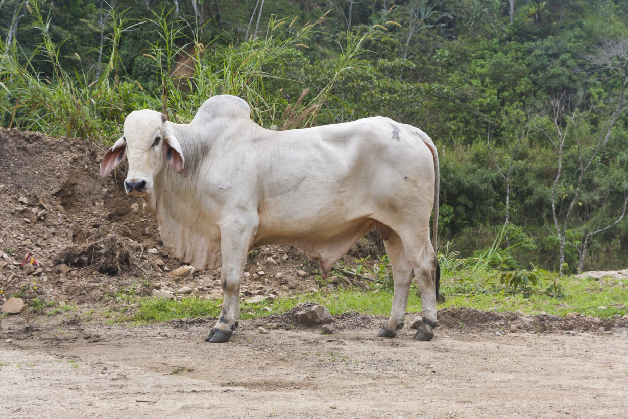 zebu - Visuotinė lietuvių enciklopedija