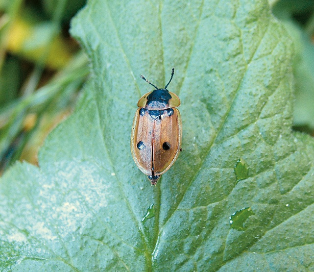 maitvabaliai - Visuotinė lietuvių enciklopedija