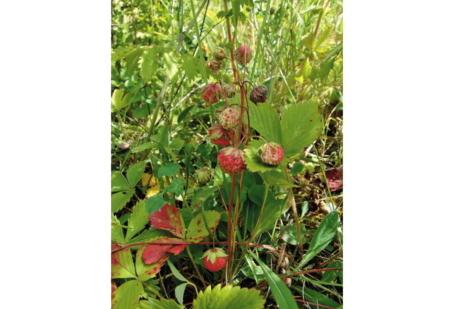 žemuogė - Visuotinė lietuvių enciklopedija