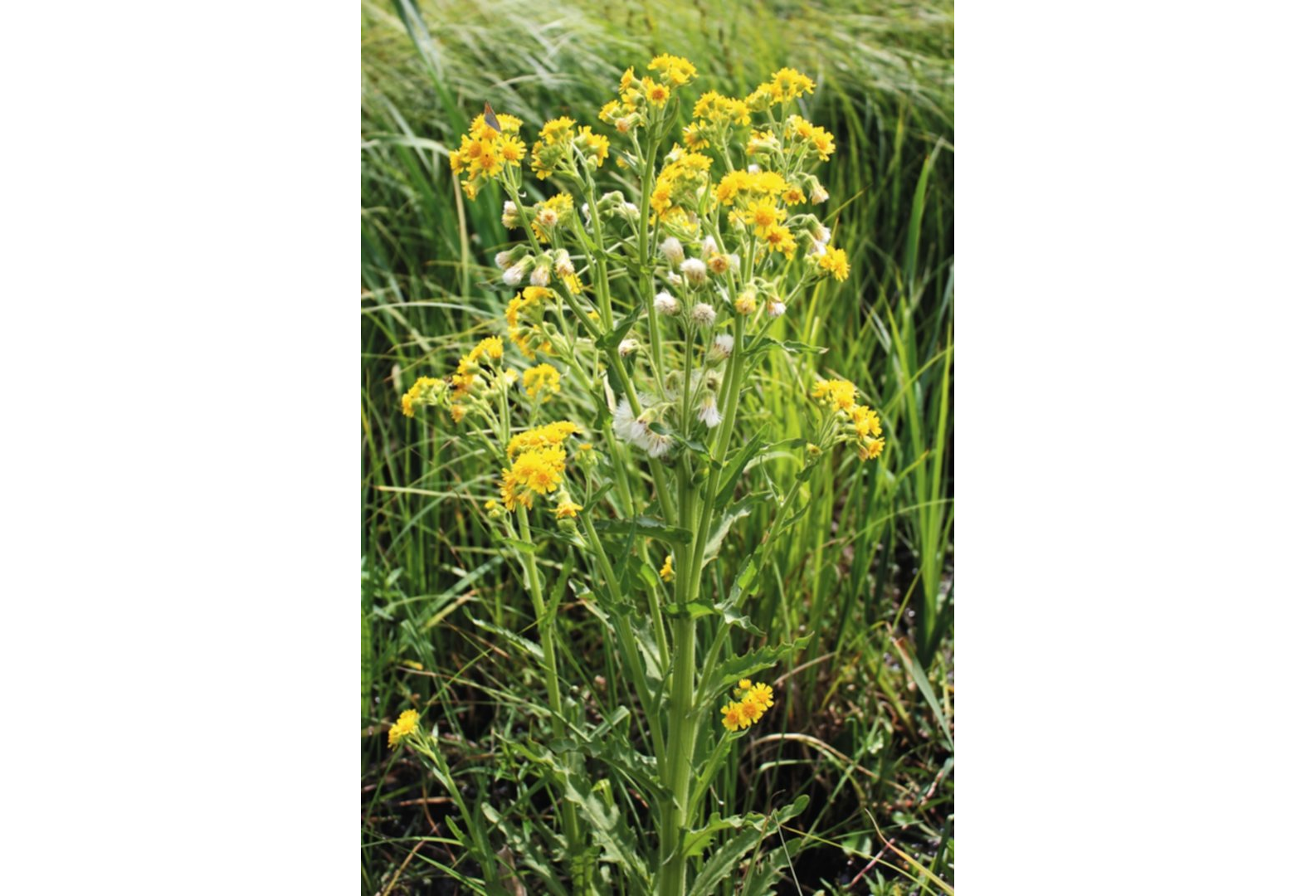 žilė - Visuotinė lietuvių enciklopedija