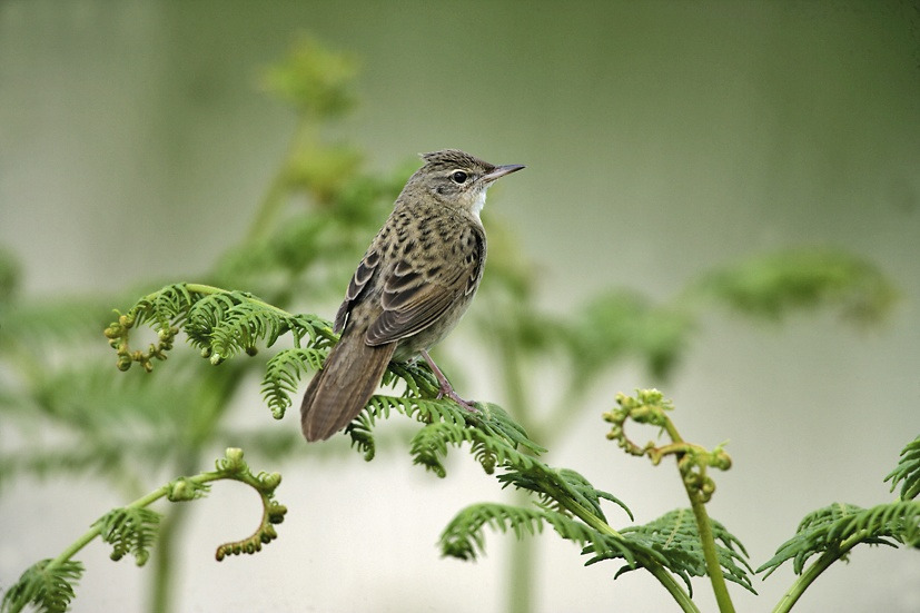 žiogeliai - Visuotinė lietuvių enciklopedija