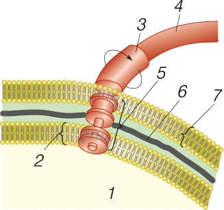 žiuželiai - Visuotinė lietuvių enciklopedija