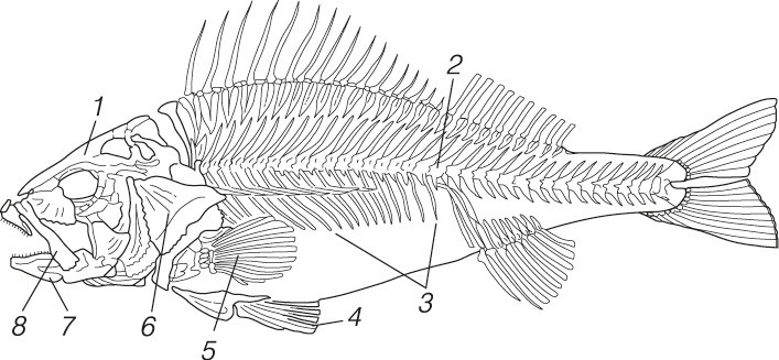 žuvys - Visuotinė lietuvių enciklopedija