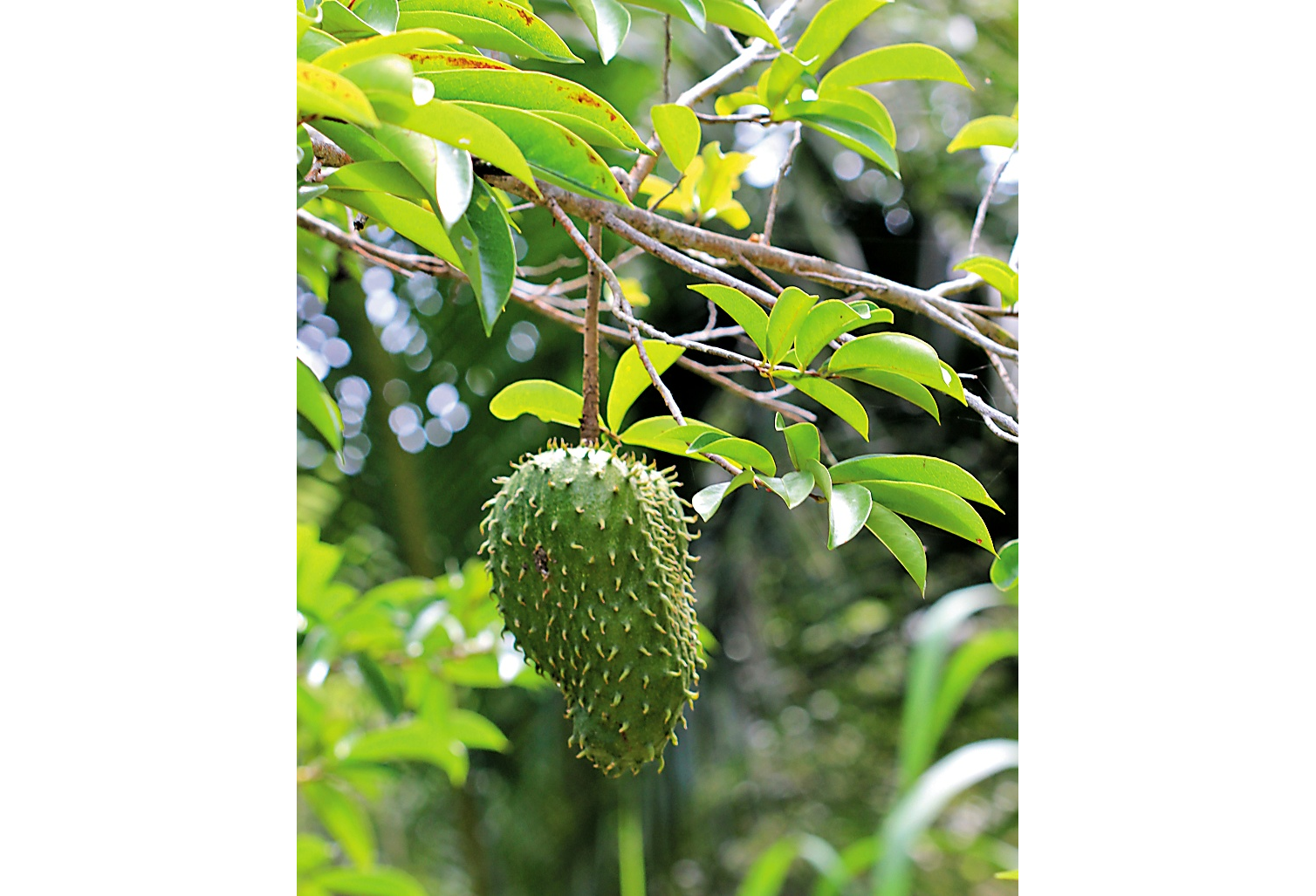 anona - Visuotinė lietuvių enciklopedija