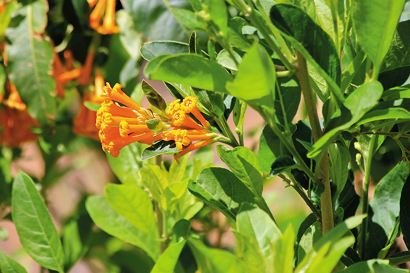 cestras - Visuotinė lietuvių enciklopedija
