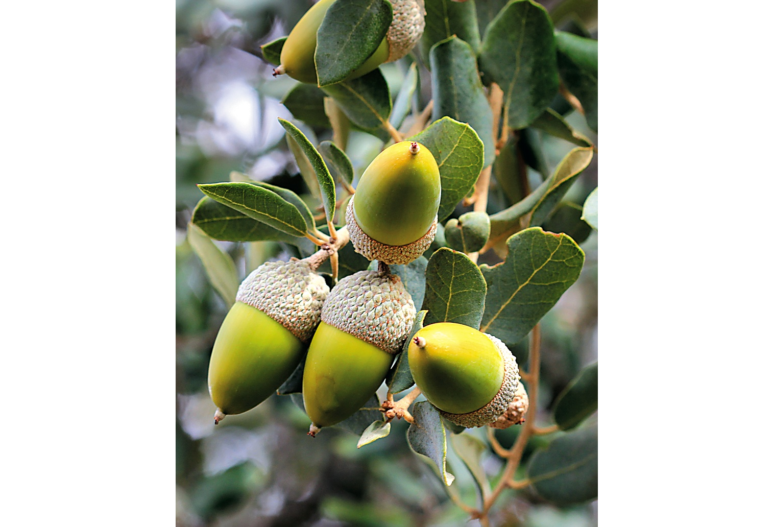 gilė - Visuotinė lietuvių enciklopedija