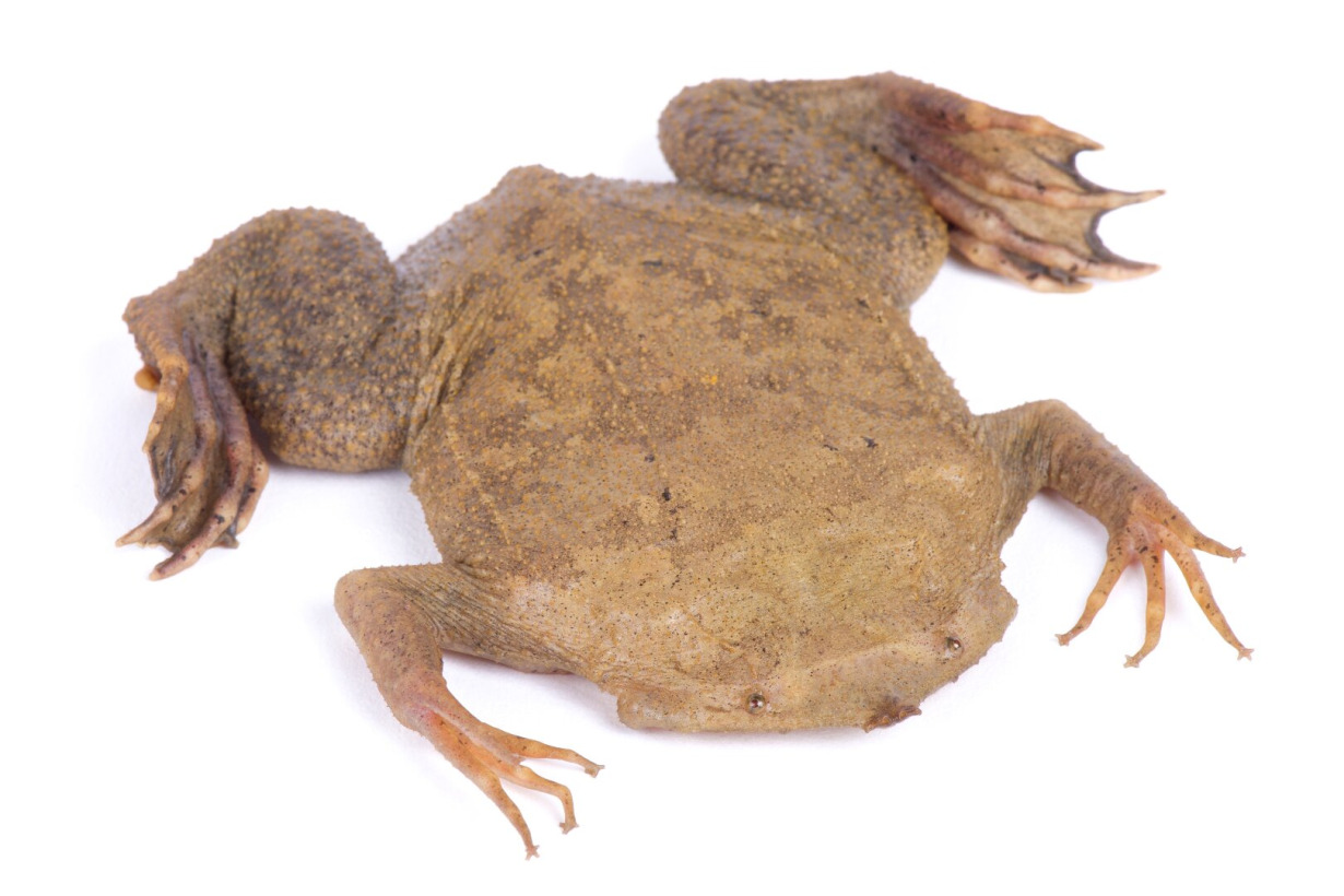 pipa - Visuotinė lietuvių enciklopedija