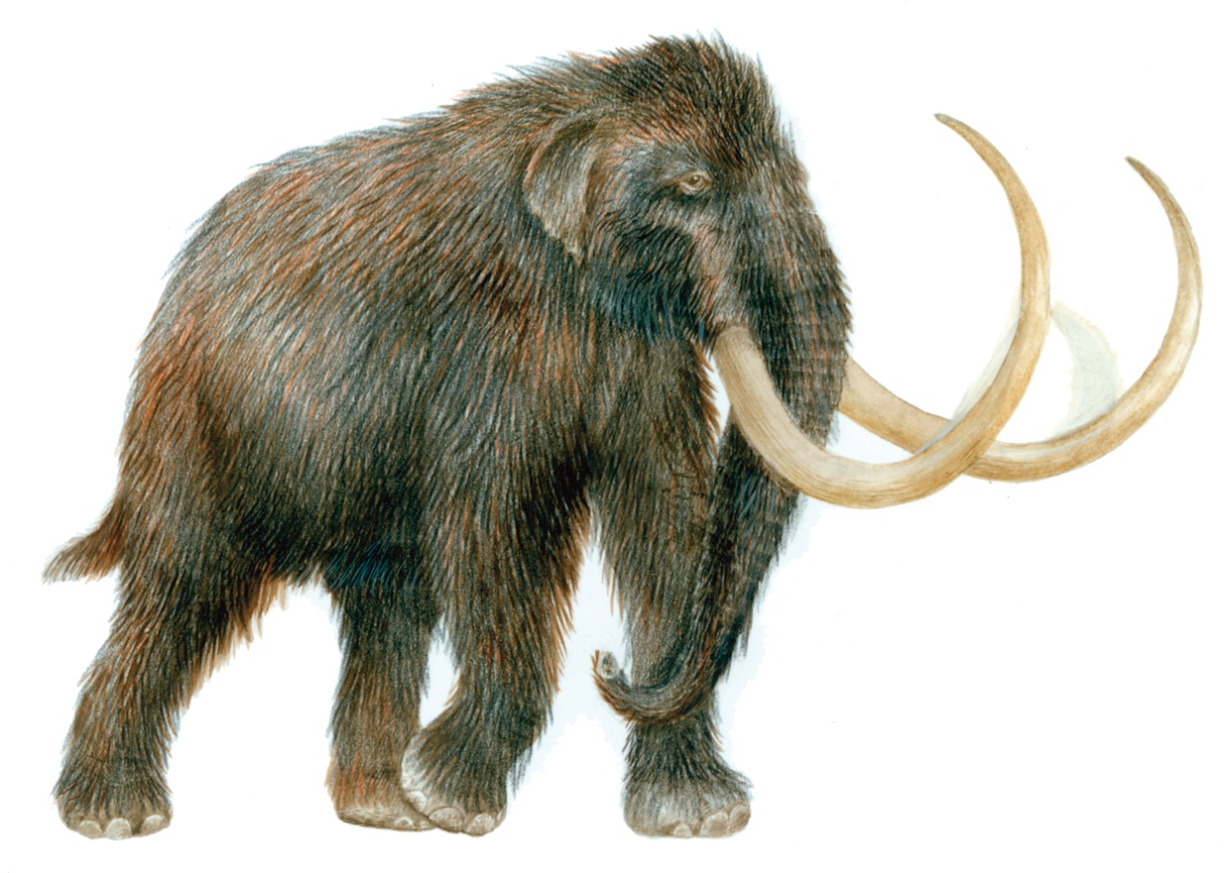 mamutas - Visuotinė lietuvių enciklopedija