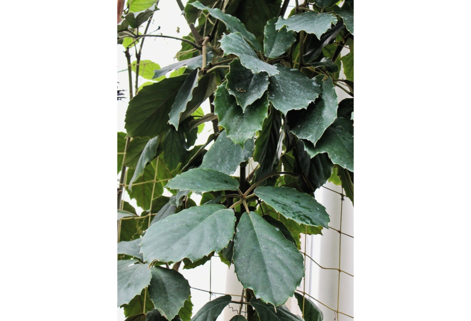 tetrastigma - Visuotinė lietuvių enciklopedija