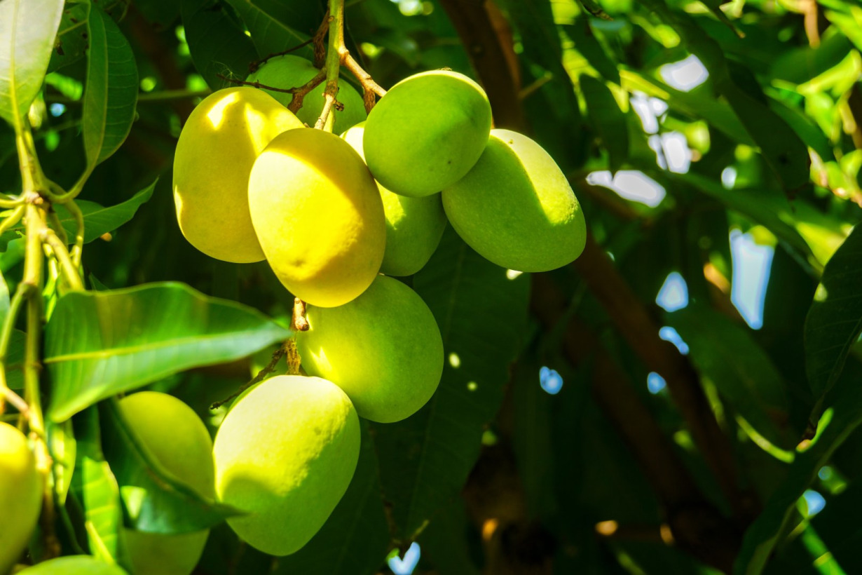 mangas - Visuotinė lietuvių enciklopedija