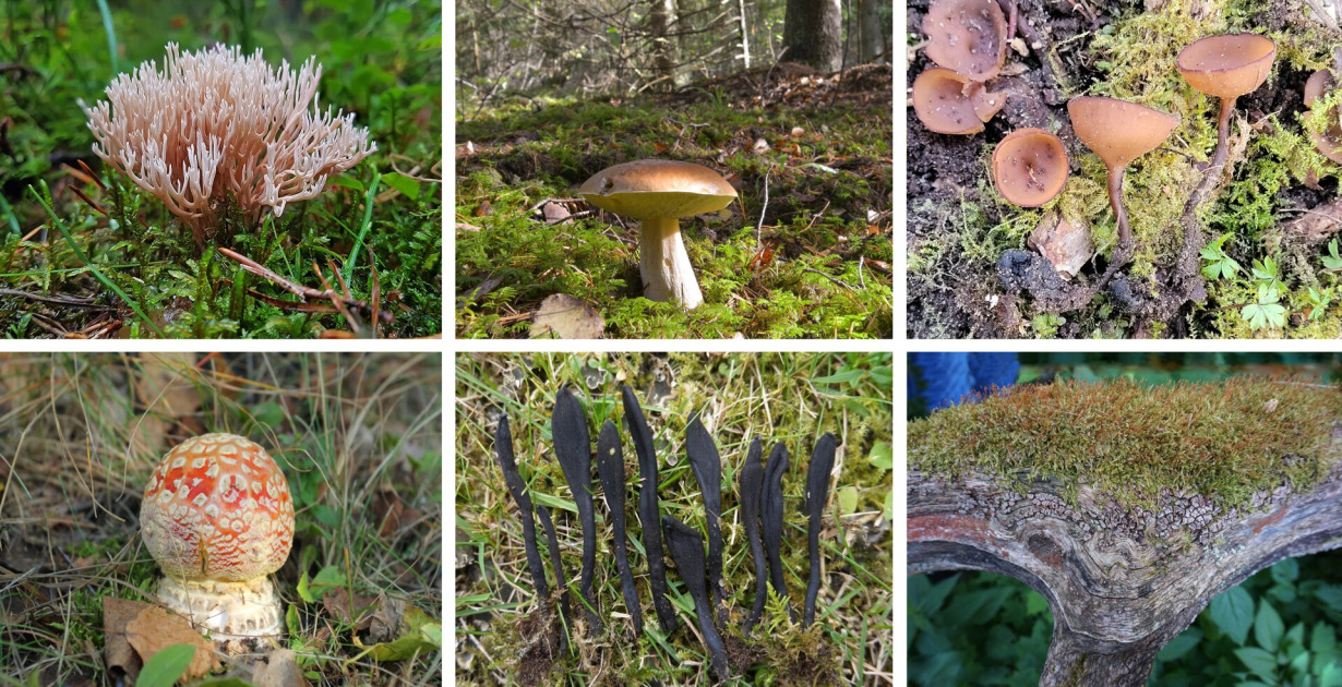 Lietuvos grybai - Visuotinė lietuvių enciklopedija