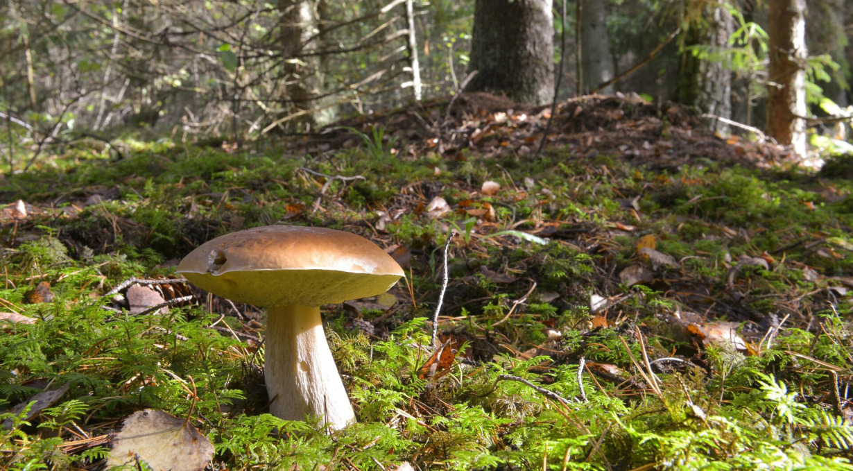 Lietuvos grybai - Visuotinė lietuvių enciklopedija