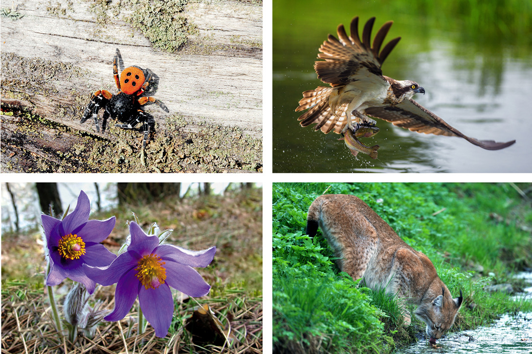 Lietuvos raudonoji knyga - Visuotinė lietuvių enciklopedija