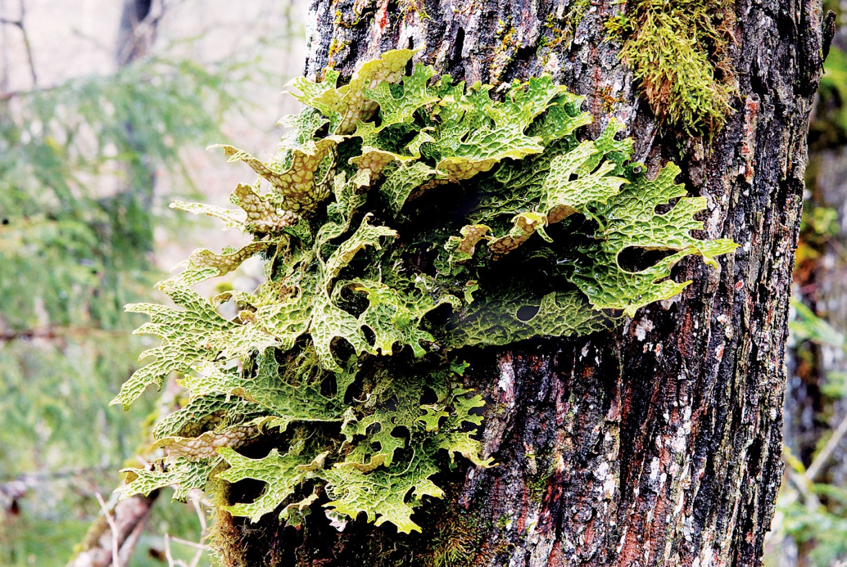 Lietuvos raudonoji knyga - Visuotinė lietuvių enciklopedija