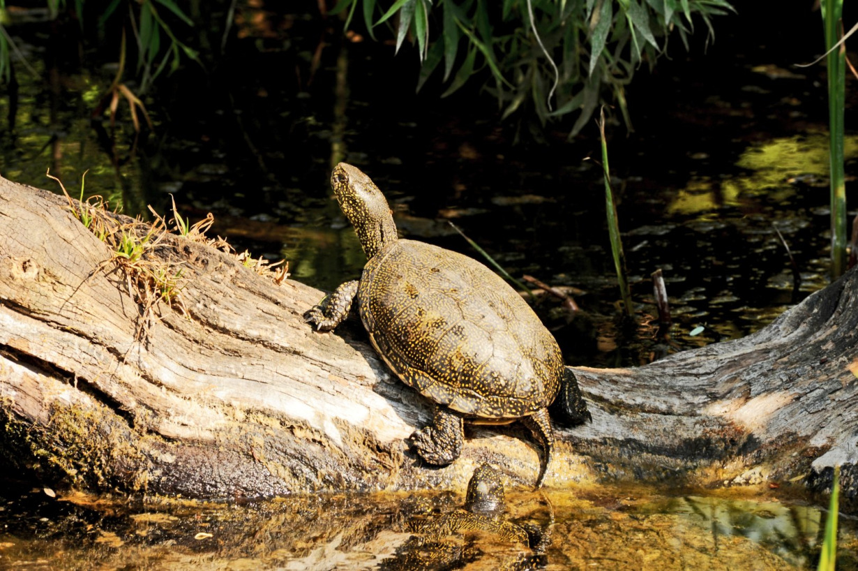 Lietuvos ropliai - Visuotinė lietuvių enciklopedija