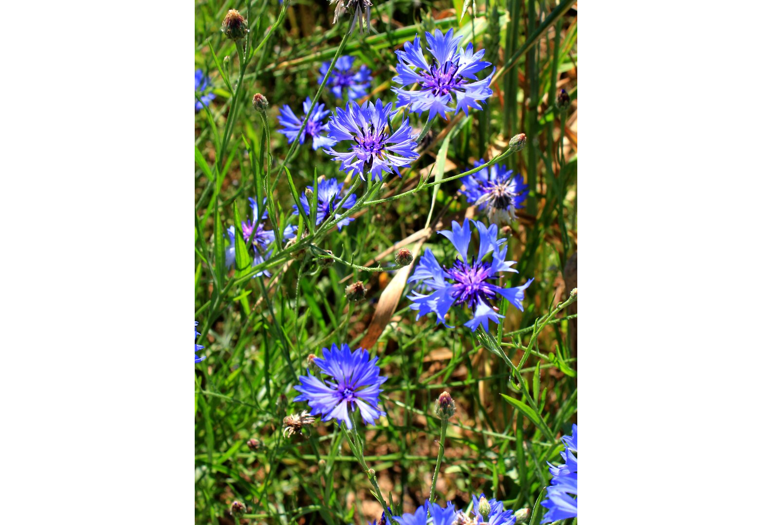 archeofitas - Visuotinė lietuvių enciklopedija