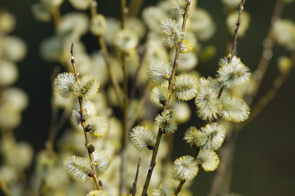 pavasaris - Visuotinė lietuvių enciklopedija
