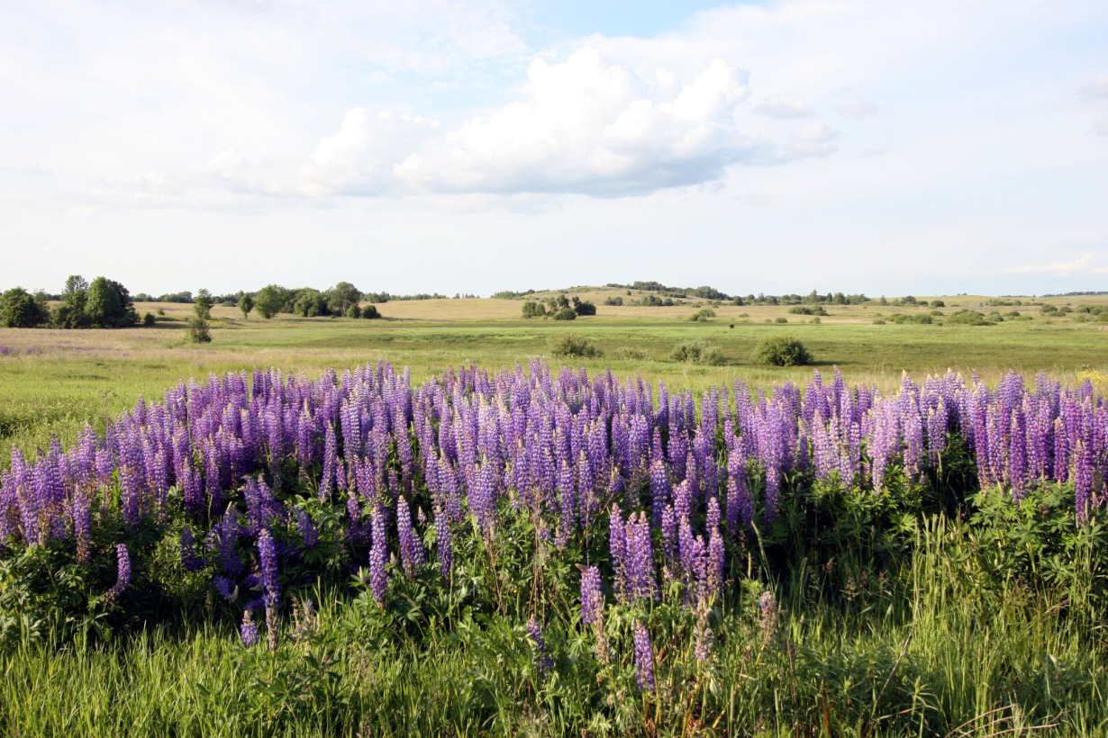 vasara - Visuotinė lietuvių enciklopedija