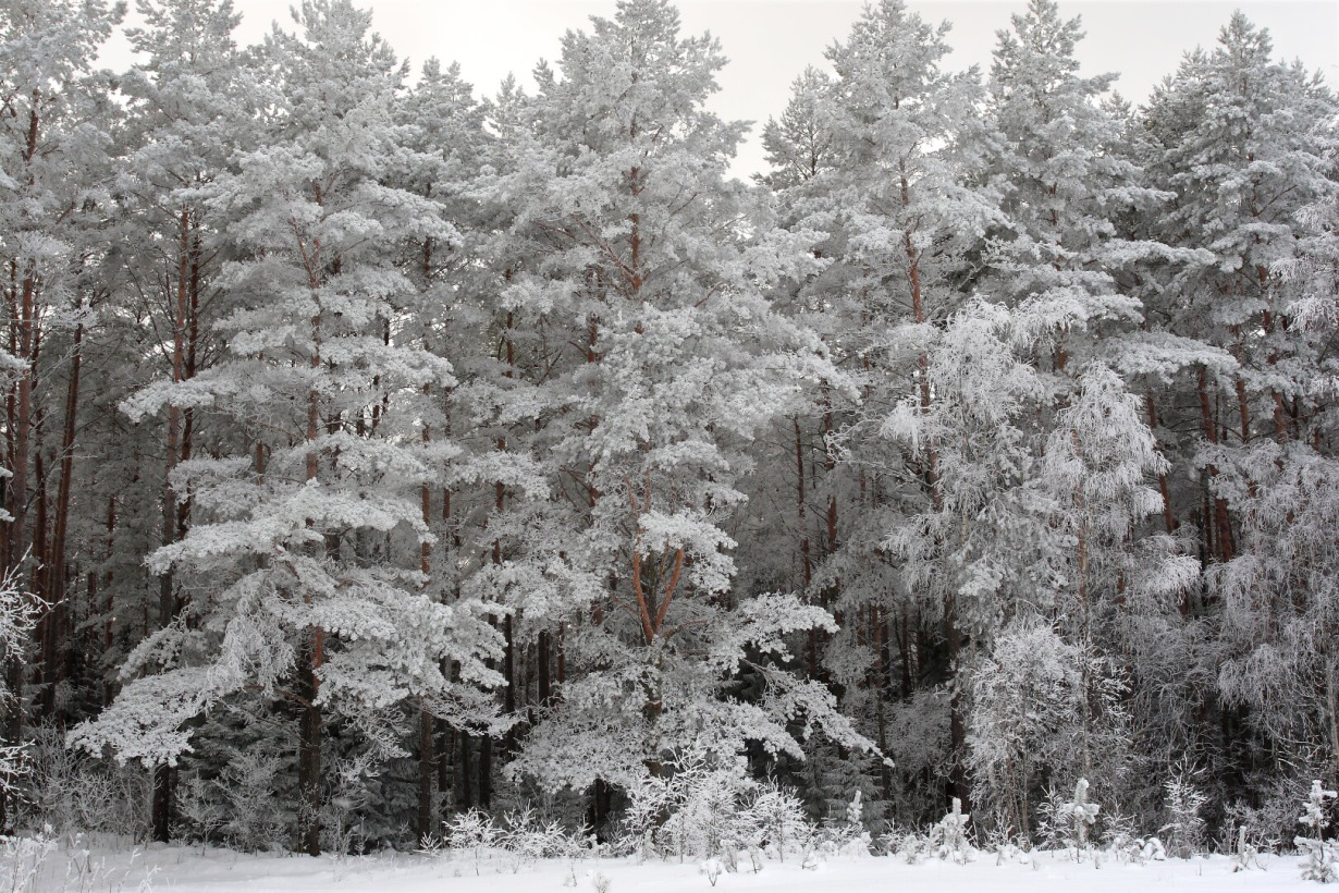 žiema - Visuotinė lietuvių enciklopedija