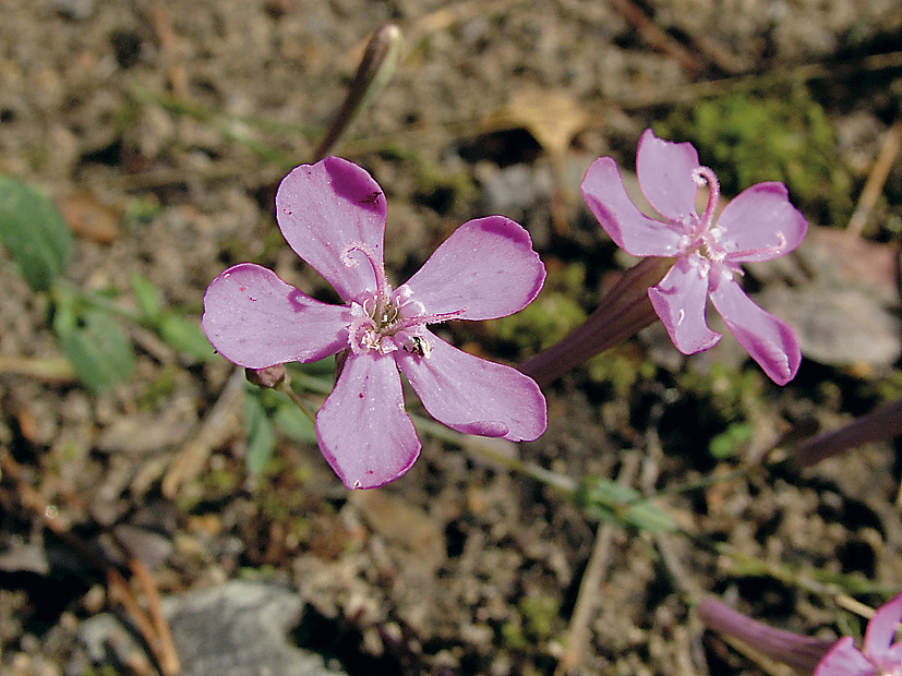 lietuviškais vietovardžiais pavadinti augalai - Visuotinė lietuvių ...